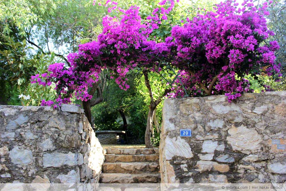 Datça Begonvilleri | Datça Tatil Yaşam Rehberi